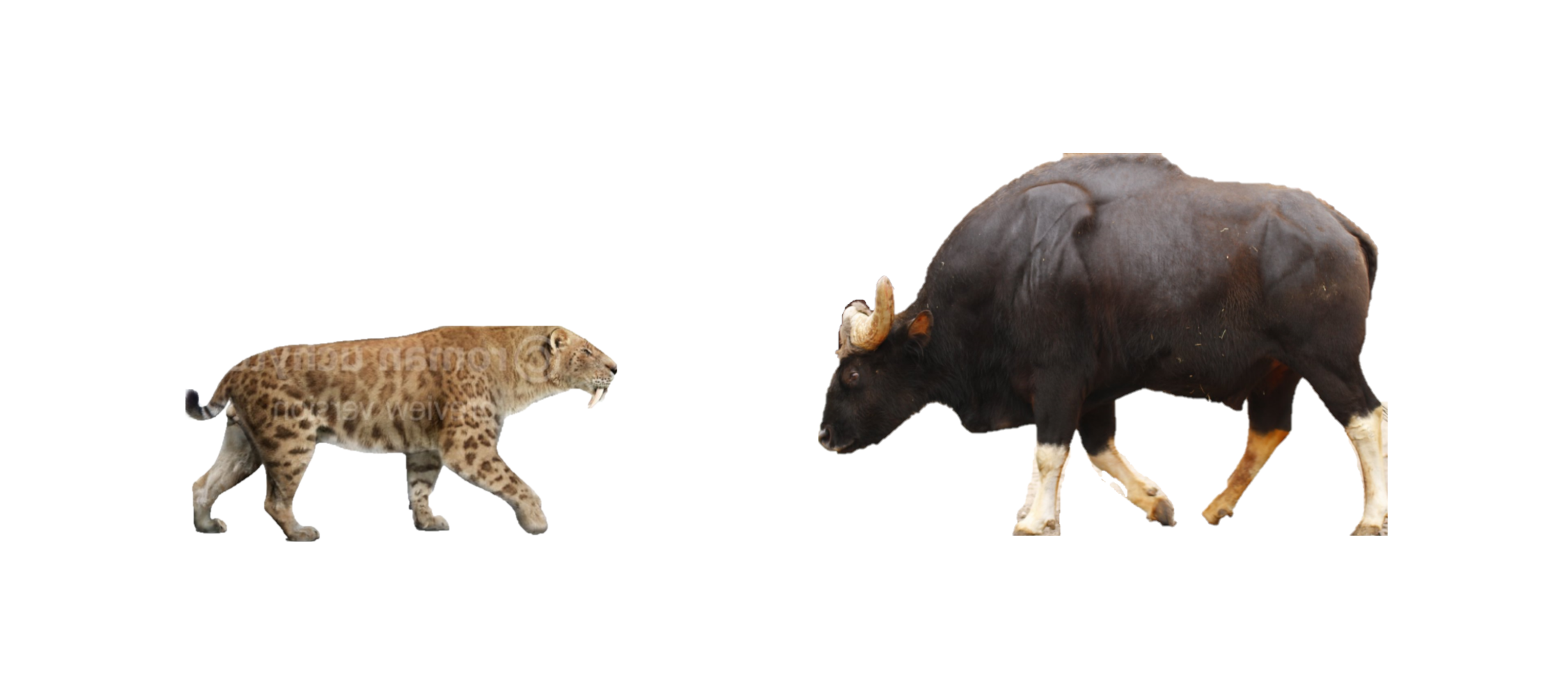 Gaur Size Comparison